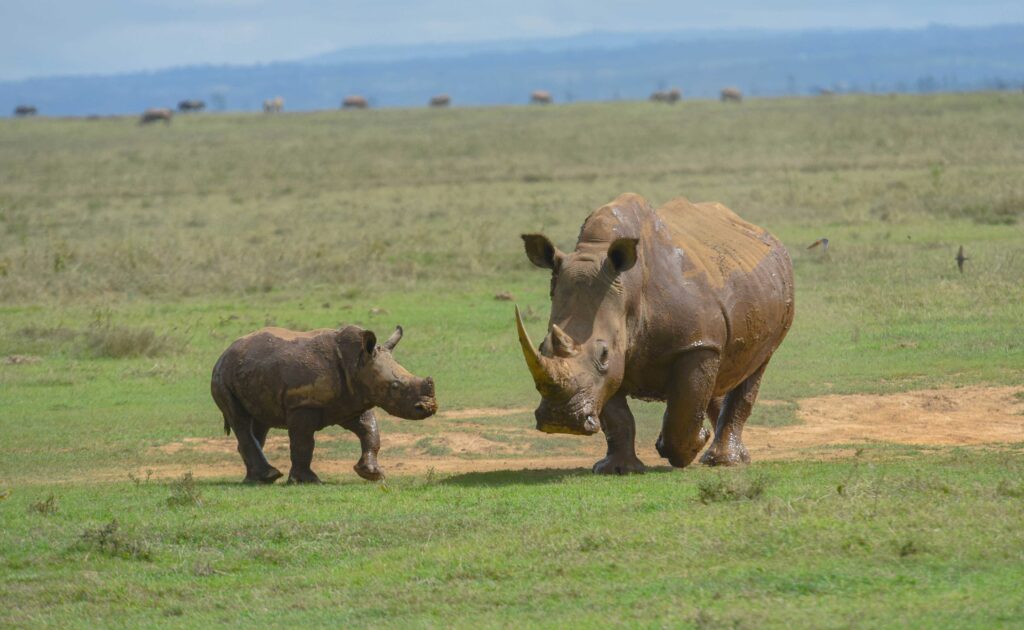 Rhino Watch Safari & Big Five | Reiseverlauf | insidertrip.de
