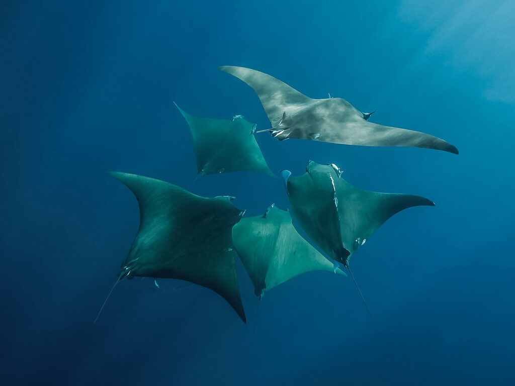 Princess Alice Bank | Tauchen Azoren | Insidertrip