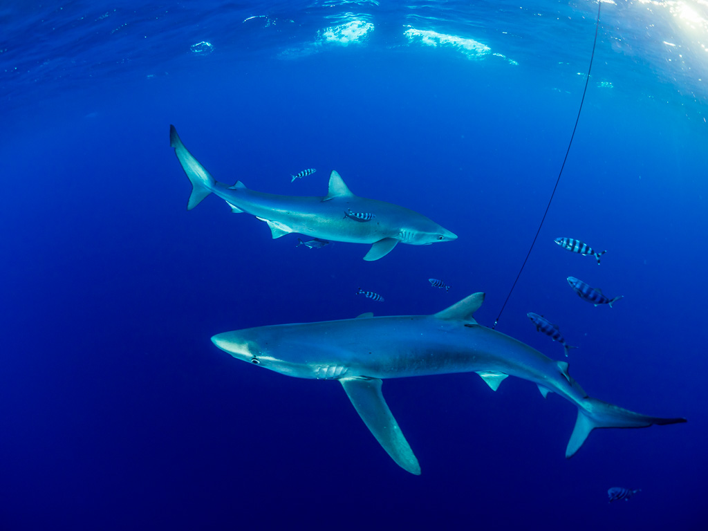 Sharkweeks Azoren | 10-tägige Tauchreise Azoren | insidertrip.de